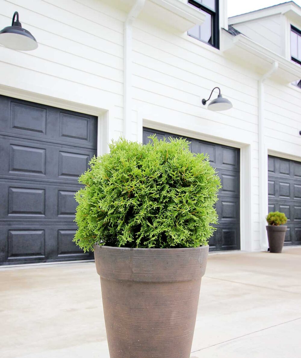 8 Best Shrubs and Trees for Containers - Plank and Pillow
