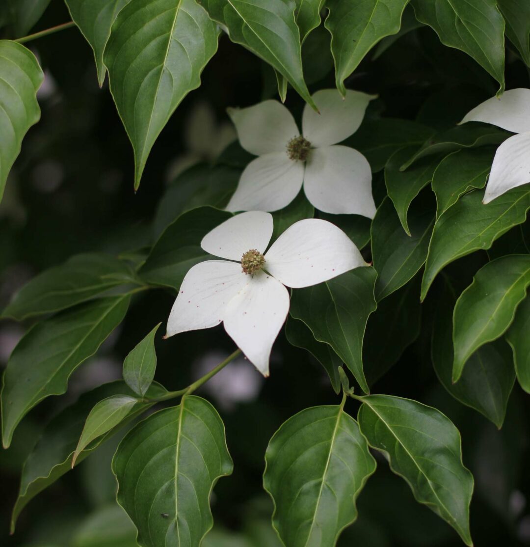 How to Grow and Care for a Dogwood Tree - Plank and Pillow