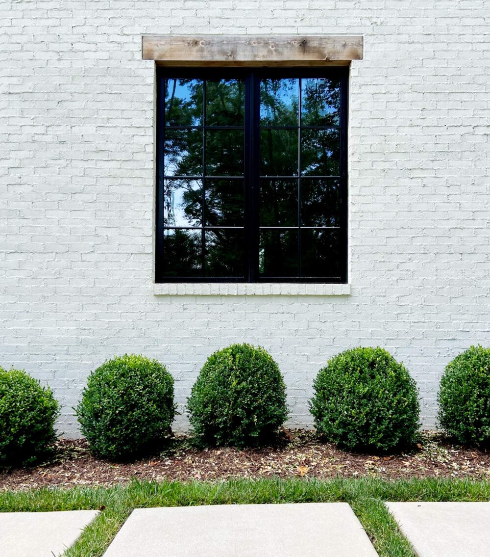 Everything You Need to Know About the Wintergem Boxwood - Plank and Pillow