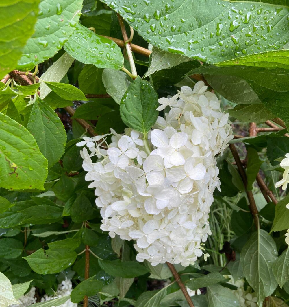 How to Propagate a Hydrangea - Plank and Pillow