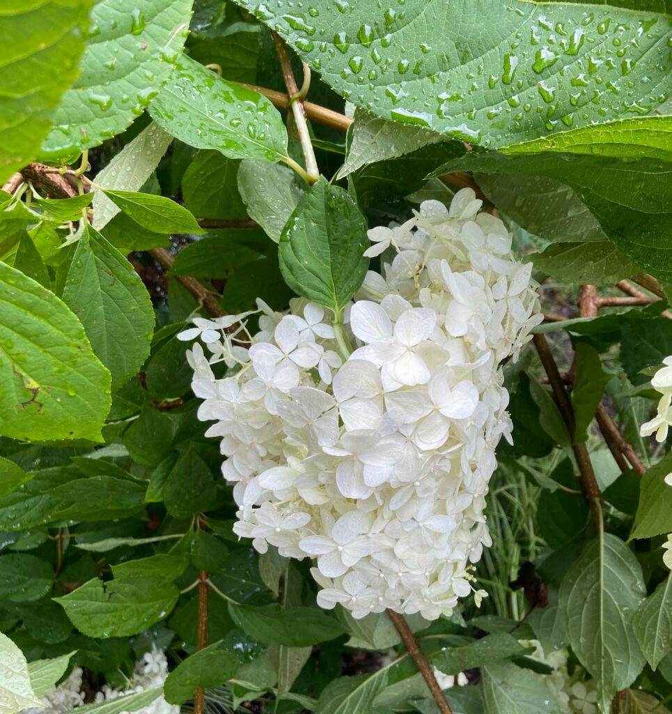 How to Propagate a Hydrangea - Plank and Pillow